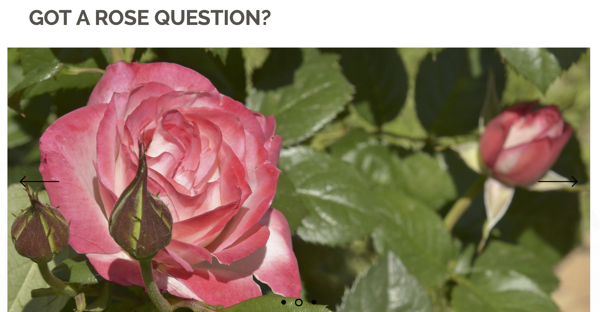 American Rose Society Information