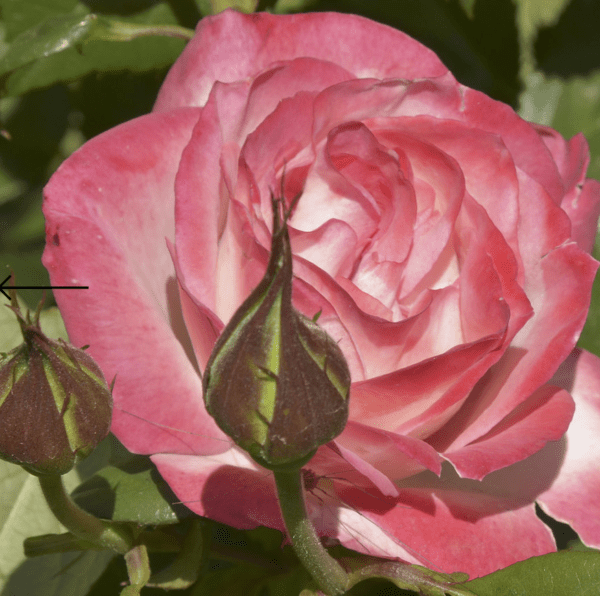 American Rose Society Information