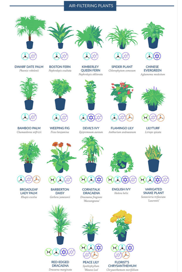 The NASA Guide To Air-filtering Houseplants