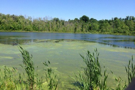 Early Spring Pond Inspections