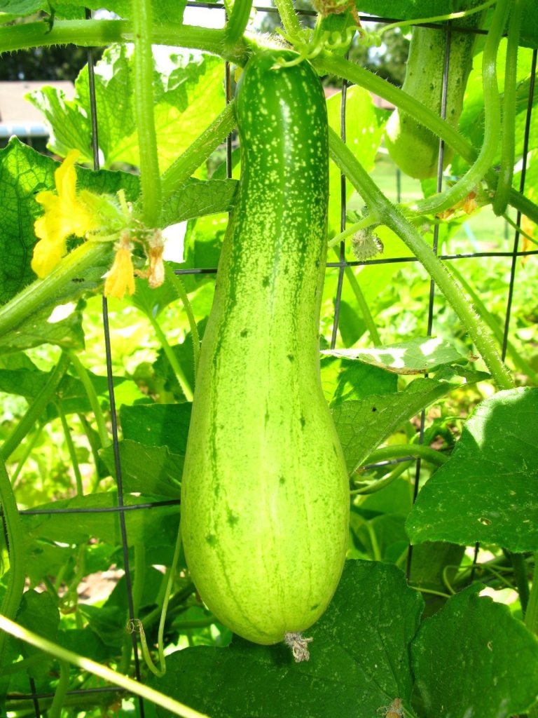 Cross Pollination In Plants: Cross Pollinating Vegetables
