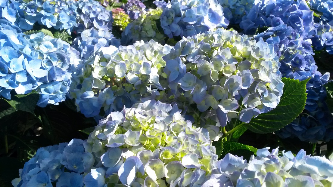 HYDRANGEAS: STARS OF LATE SUMMER