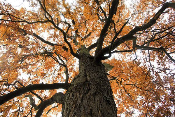 History of the American Chestnut