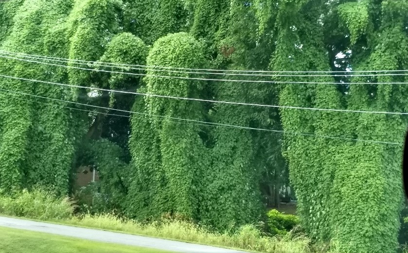 KUDZU: The “Plant That Ate the South”; Is It Eating Bedford?