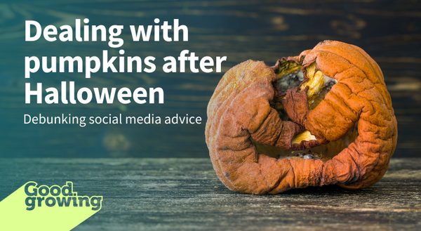 Dealing with pumpkins after Halloween: Debunking social media advice