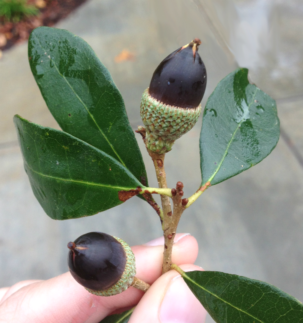 How to Identify Oak Trees Using Acorns