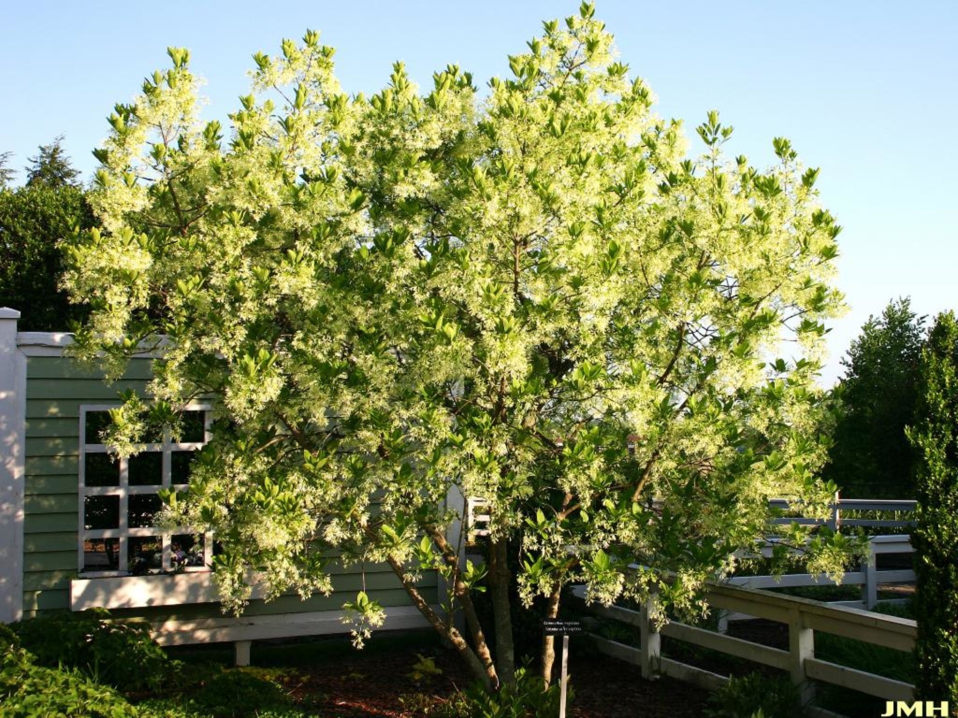 TREES OF LIFE