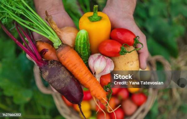Planning the Vegetable Garden