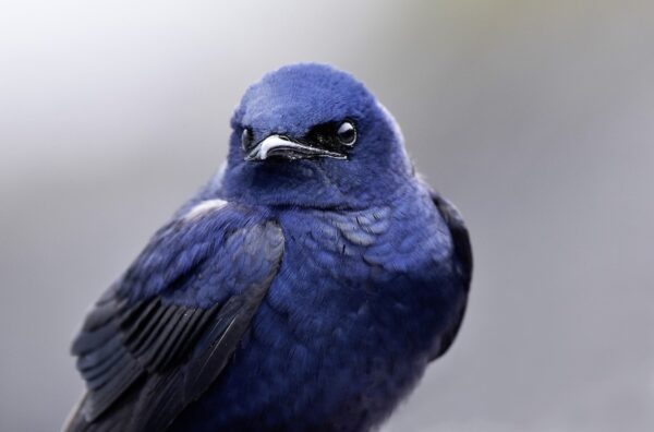 Seven Simple Actions to Help Birds