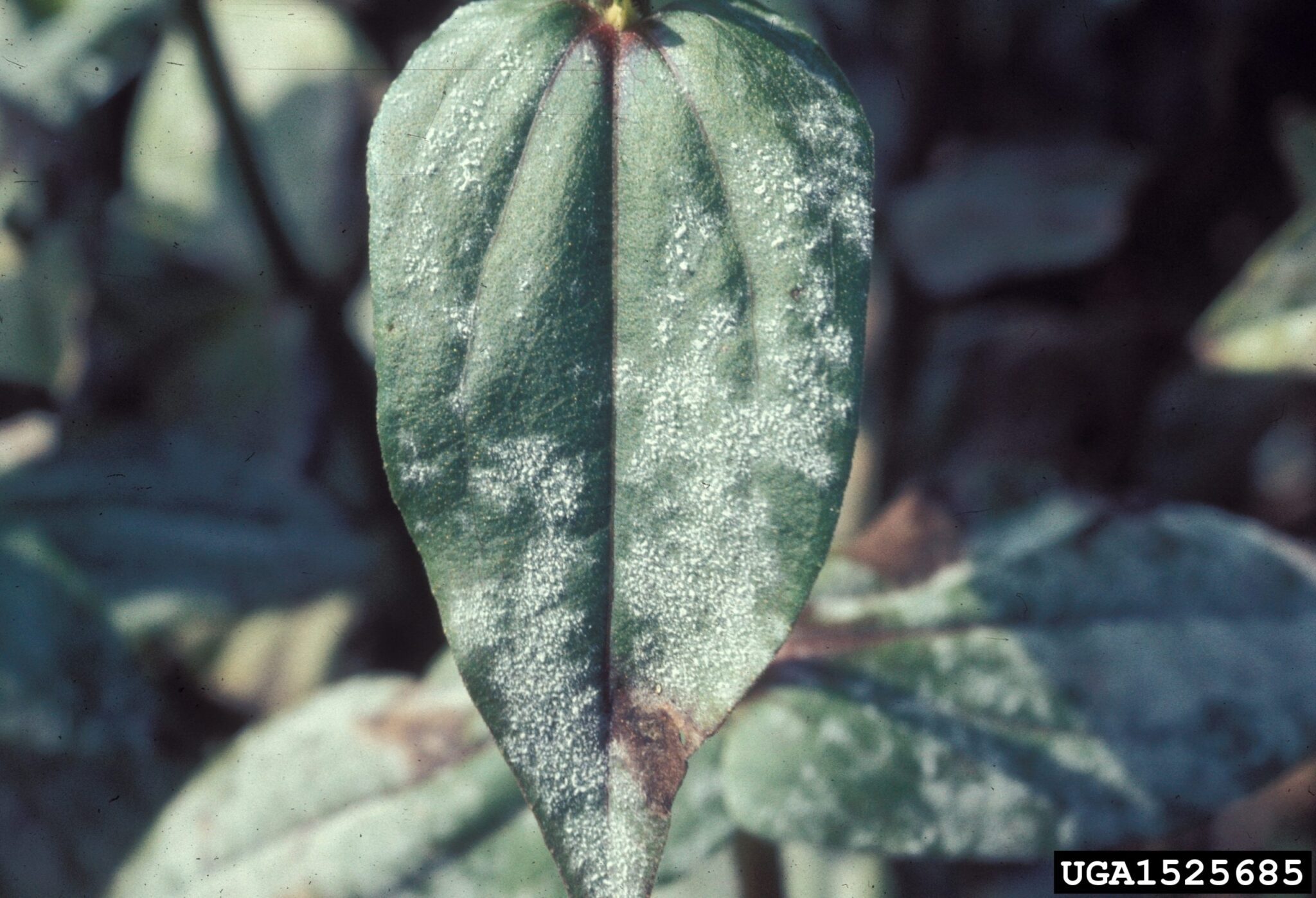 POWDERY MILDEW
