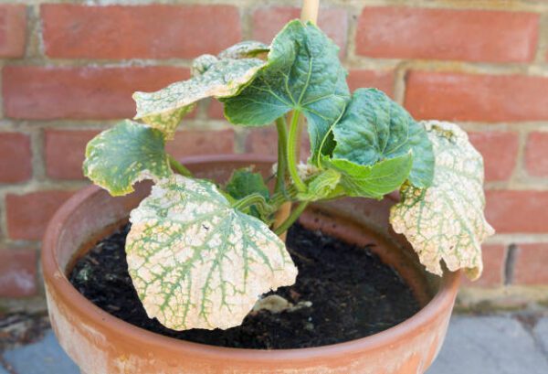 10 Easy Steps to Prevent Common Garden Diseases [fact sheet]