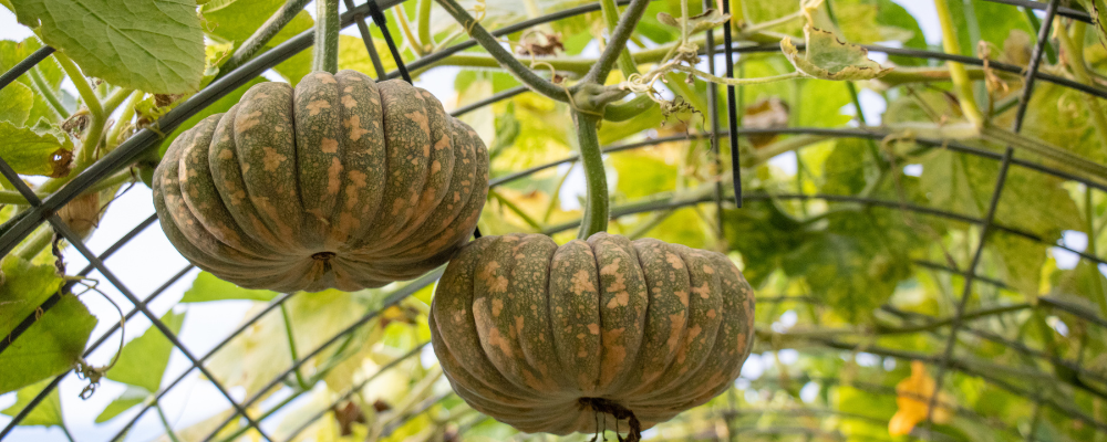 7 Easy Vegetable Trellising Methods to Elevate Your Garden