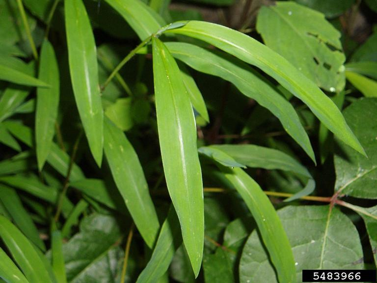 Japanese Stiltgrass