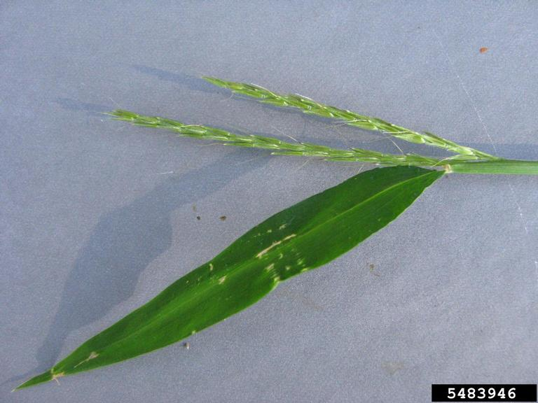 Japanese Stiltgrass