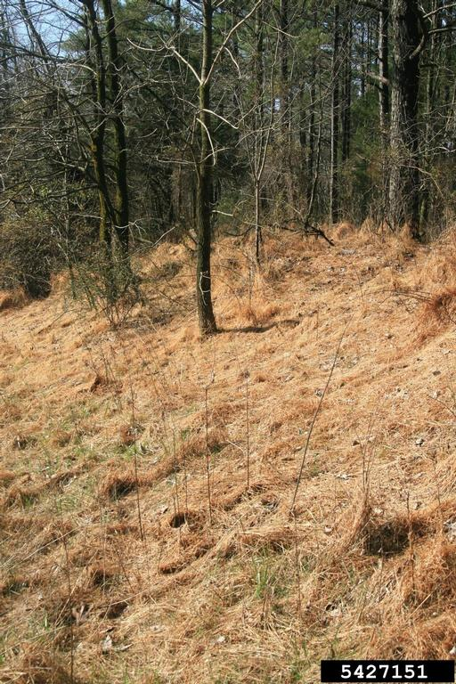 Japanese Stiltgrass