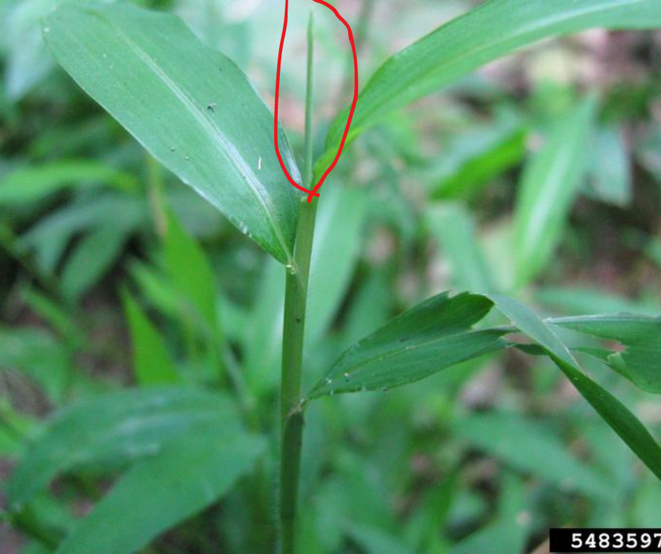 Japanese Stiltgrass