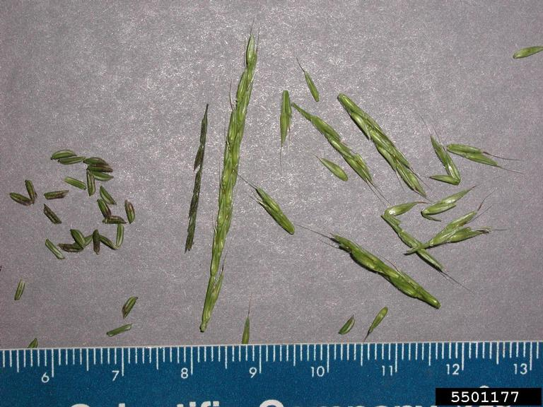 Japanese Stiltgrass