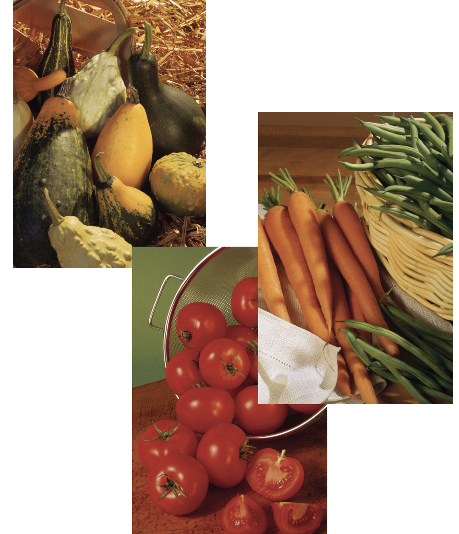 Planning the Vegetable Garden