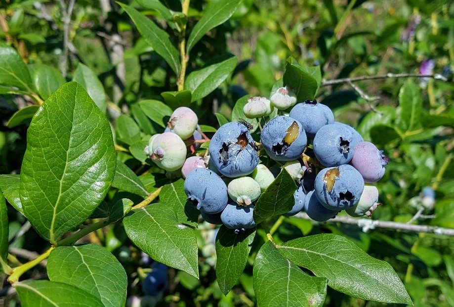 Managing bird damage on fruit farms